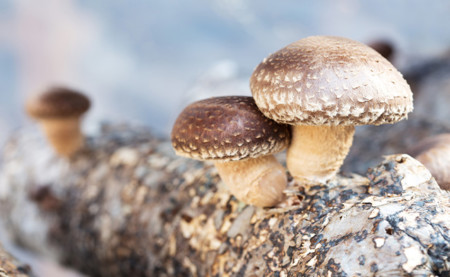 Todo sobre el hongo shiitake | Aprende Institute