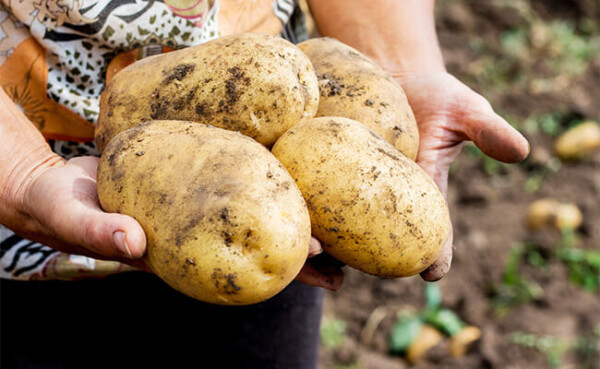 ¿Qué es un tubérculo y qué tipos de tubérculos existen? | Aprende Institute