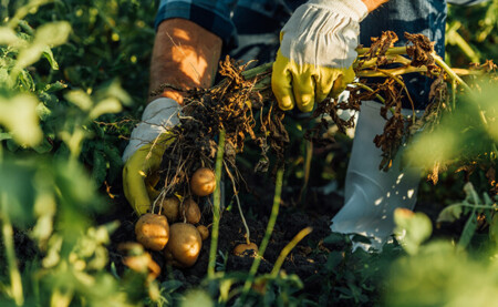 ¿Qué es un tubérculo y qué tipos de tubérculos existen? | Aprende Institute