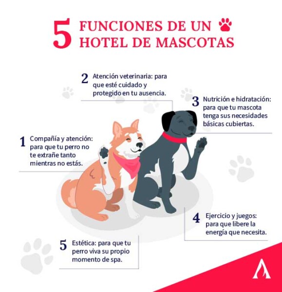 Hoteles para perros: ¿Qué son y para qué sirven? | Aprende Institute