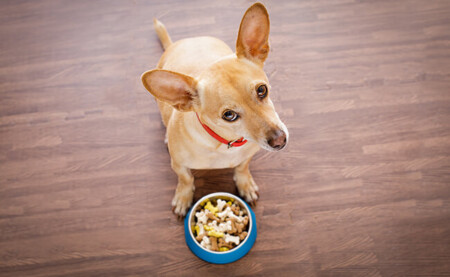 ¿El comportamiento de mi perro es normal? | Aprende Institute