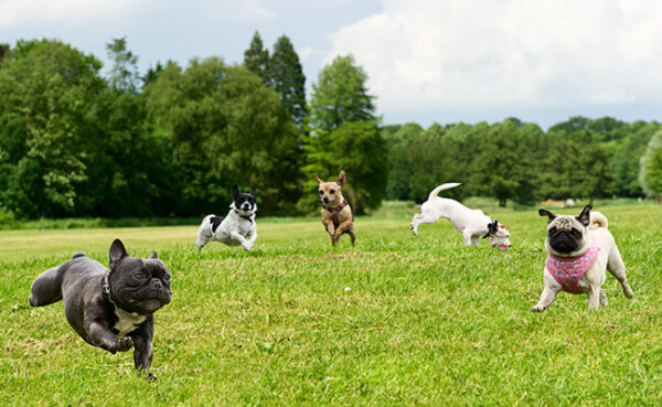 Hoteles para perros: ¿Qué son y para qué sirven? | Aprende Institute