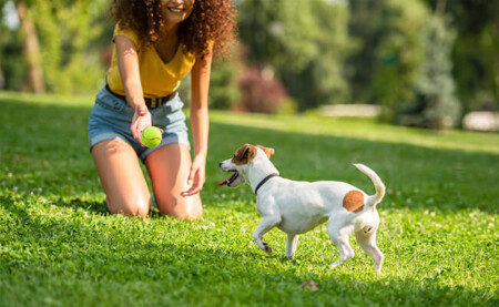 5 Beneficios de enseñarle a tu perro a pasear sin correa | Aprende ...