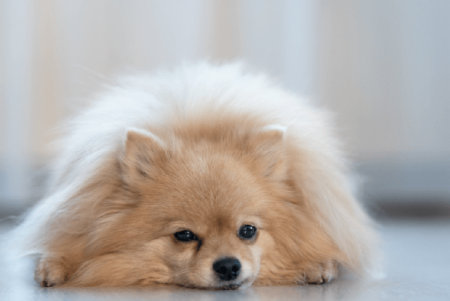 ¿Por qué mi perro es inquieto por las noches? | Aprende Institute