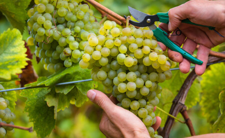 ¿Cómo se prepara el vino blanco? | Aprende Institute