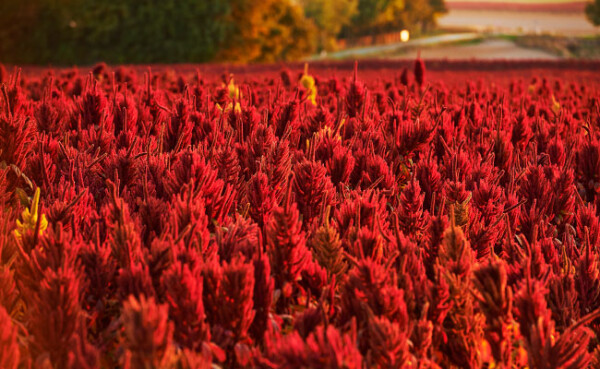 Amaranto: Propiedades y beneficios | Aprende Institute