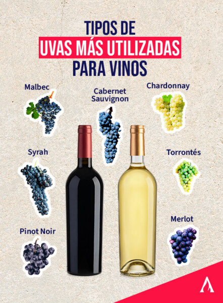 ¿Cómo se cultivan las uvas para vino? | Aprende Institute