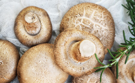 ¿Cómo cocinar hongos? Consejos y Tips | Aprende Institute